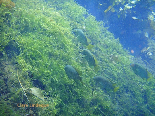Lush water plants in the mid depths – Learn to Dive Today Blog